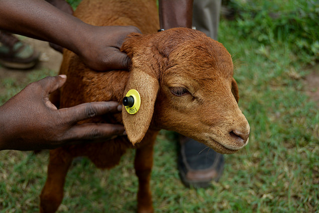 Kenya’s native goats and sheep, expertly crossbred, are key to helping ...