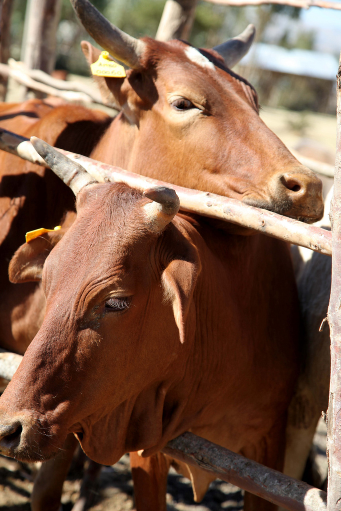 Animal breeding and genetics in the Ethiopia livestock master plan ...