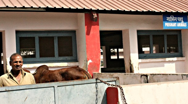 Elite buffaloes and other exemplars of advanced Indian dairy science at ...