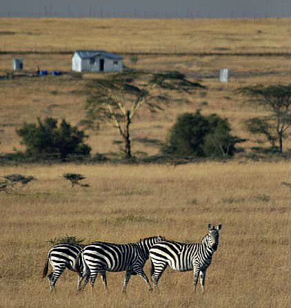 Fragmentation of the Athi-Kaputiei plains, outside Nairobi, has caused ...