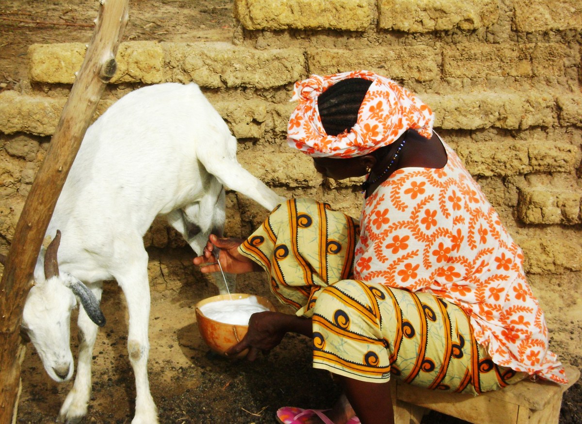 Empowering ruminant livestock enterprises in Mali—A Feed the Future ...