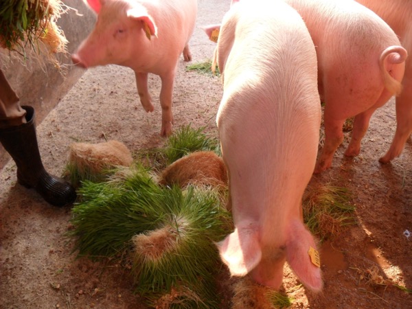 Ugandan Emma Naluyima describes her thriving pig+crop farm at the ...