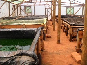 Ugandan Emma Naluyima describes her thriving pig+crop farm at the ...