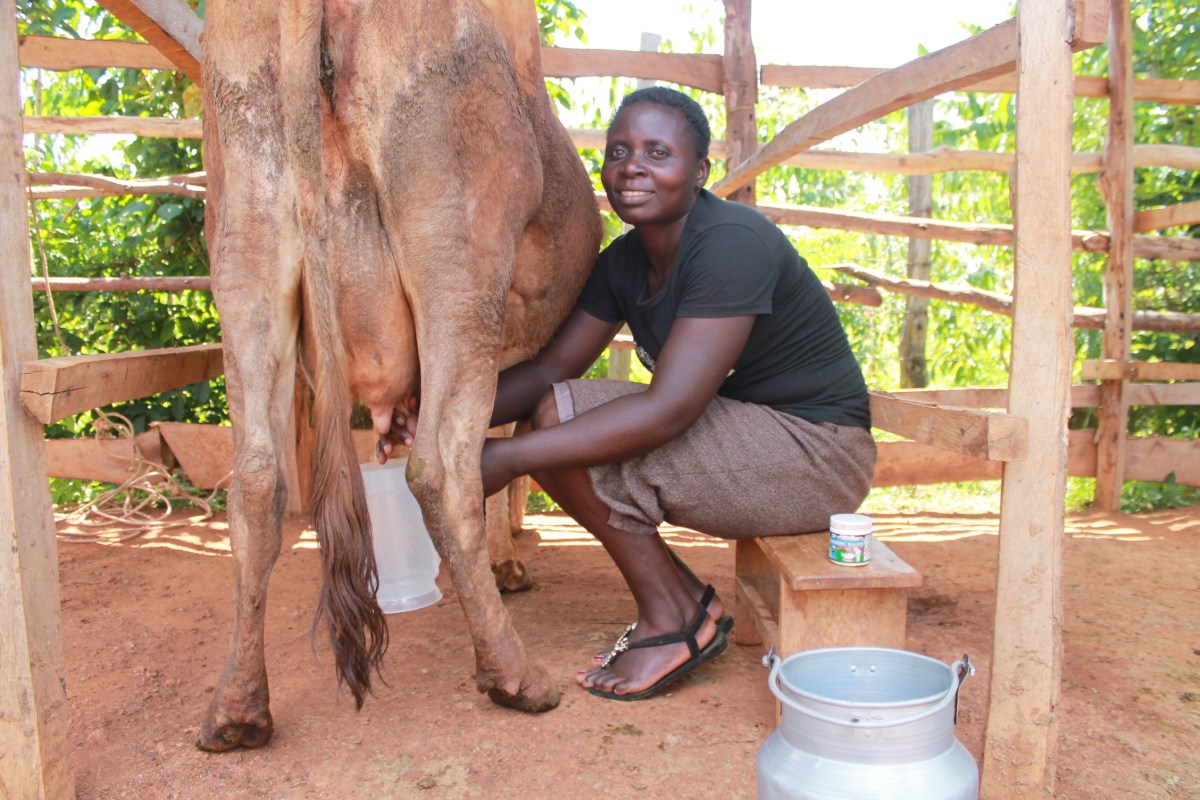 Barriers and opportunities for women milk traders in peri-urban Nairobi ...