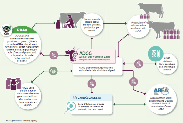 Better breeds for more milk: African dairy genetics gains bulls and ...