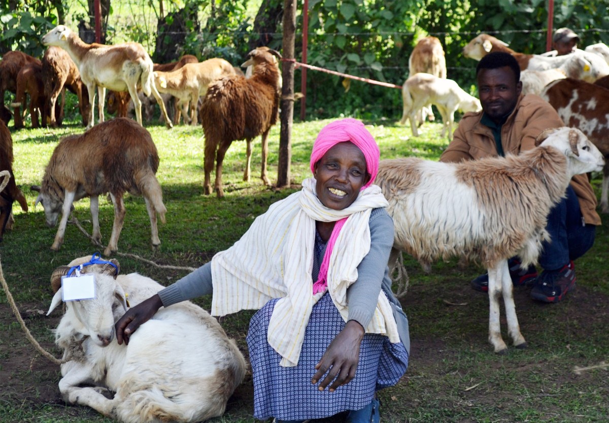 ILRI adopts new framework for scaling up livestock research for ...